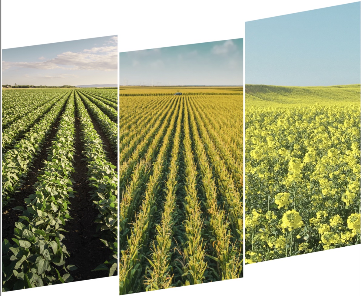 A spotlight on the main Non-GM crops in the EU: ENGA European Non-GMO ...