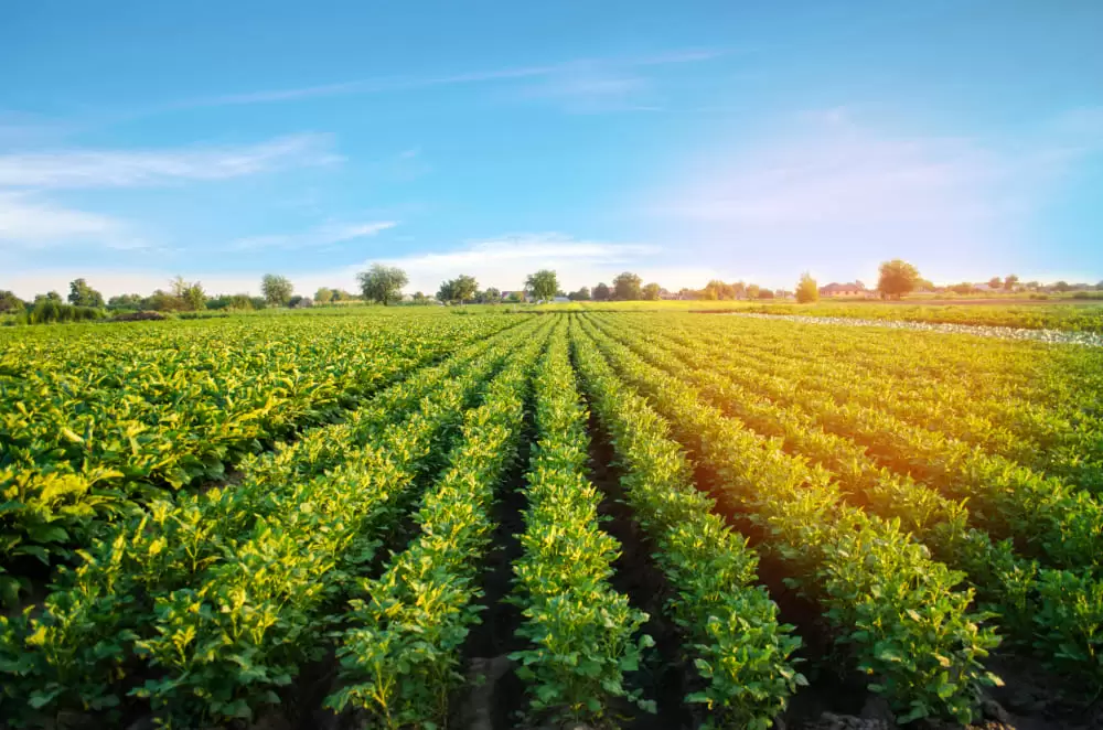 Boom year for Non-GMO soy bean crop in Brazil: ENGA European Non-GMO ...